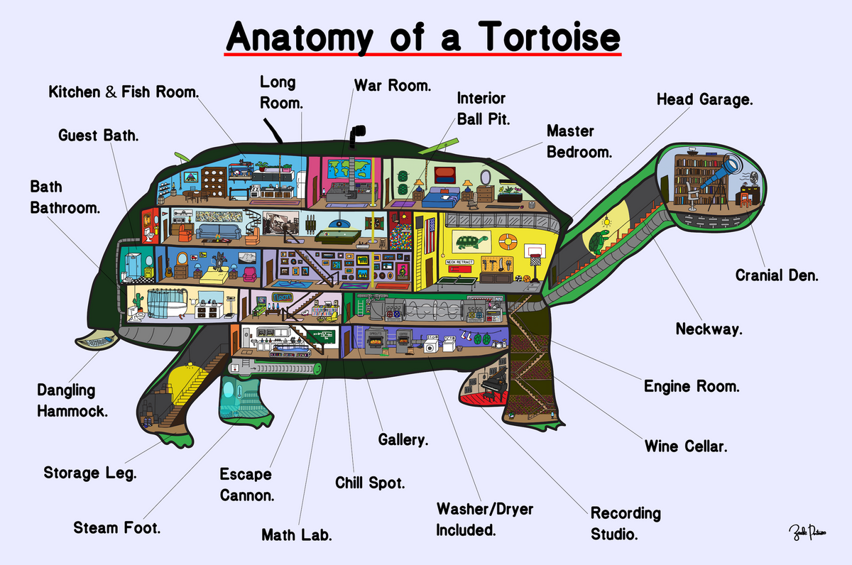 Anatomy of a Tortoise Prints – Flush Lamps