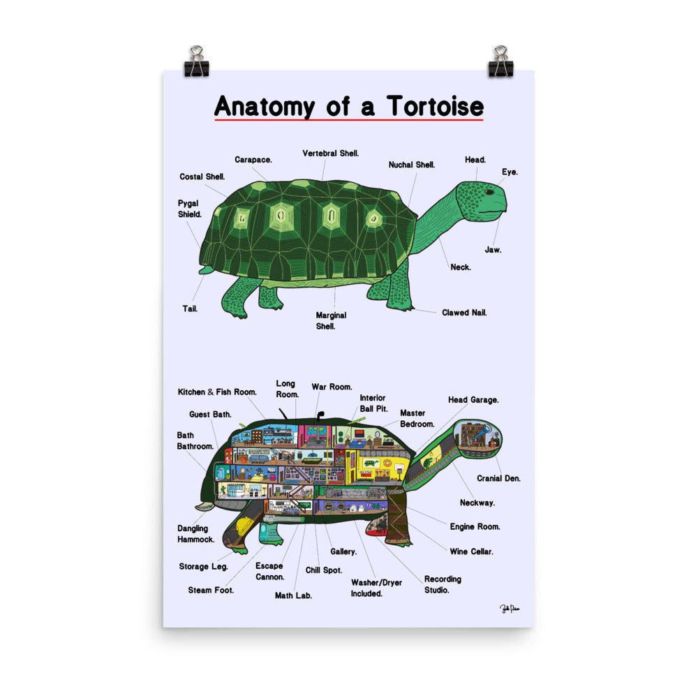 tortoise anatomy shell